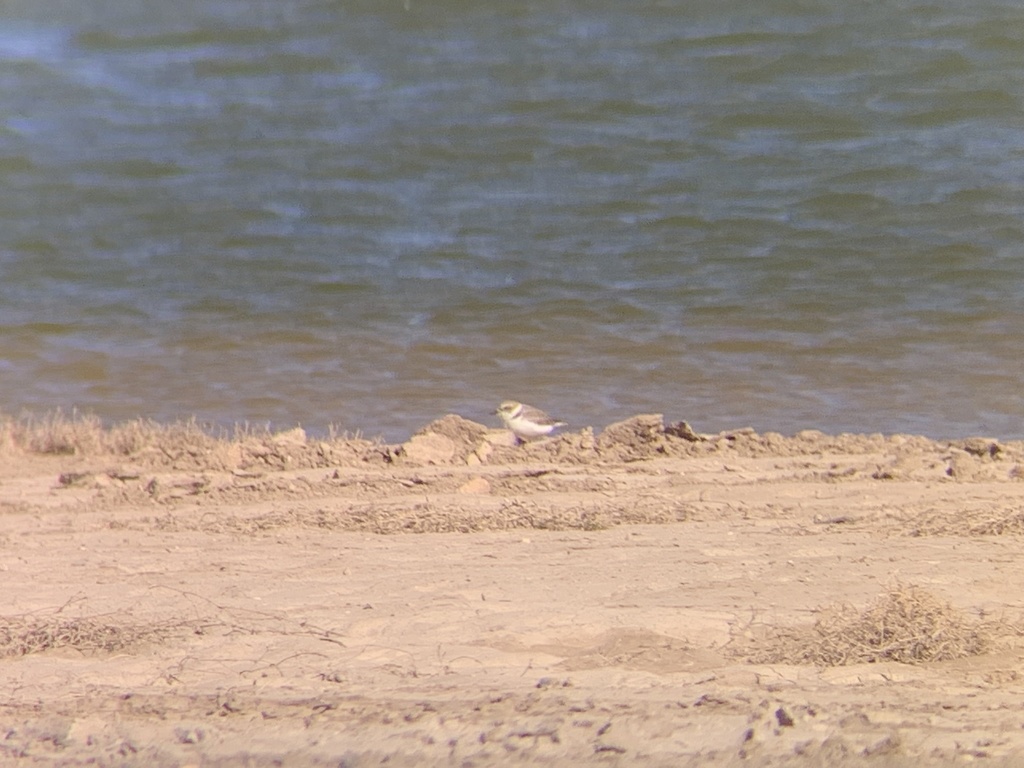Snowy Plover in November 2021 by David Tan · iNaturalist