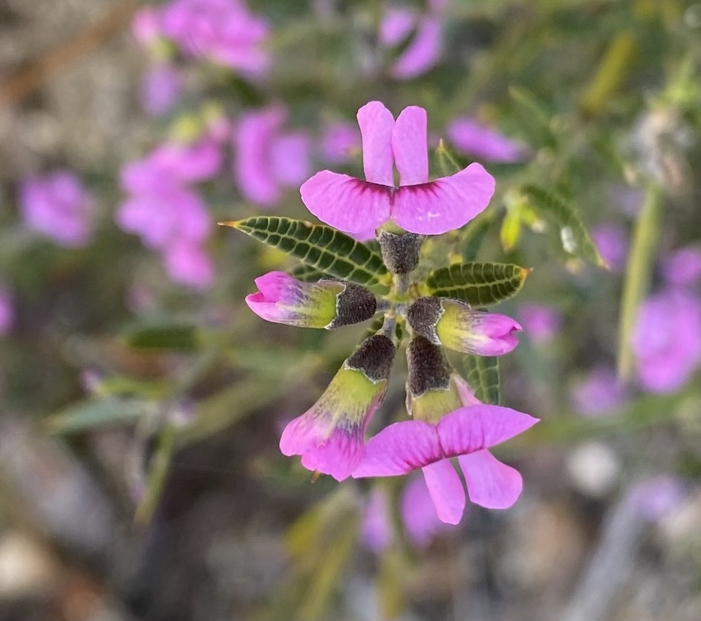 Mirbelia rubiifolia from Blue Mountains National Park, NSW, AU on ...