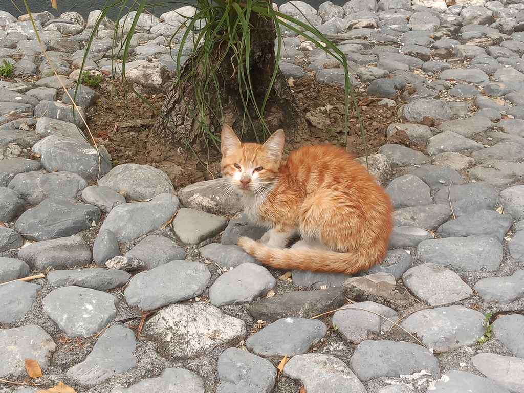 Domestic Cat from Monterrey, MX-NL, MX on November 19, 2021 at 12:33 PM ...