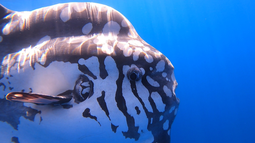 Bump-head Mola from Trench from Lord Howe Island to Balls Pyramid on ...