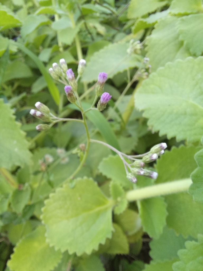 little ironweed from Couva-Tabaquite-Talparo Regional Corporation ...