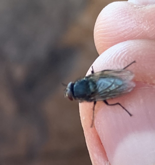 House Flies and Allies from CR-248, Deer River, MN, US on November 20 ...