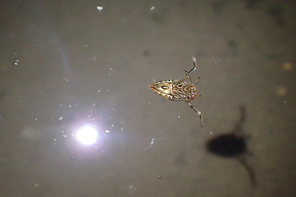 Enithares sinica from 香港龍虎山 on April 29, 2018 at 10:46 PM by Holis Lam ...