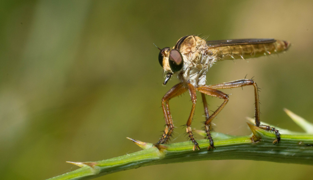 Asilinae from Longchamps, Provincia de Buenos Aires, Argentina on ...