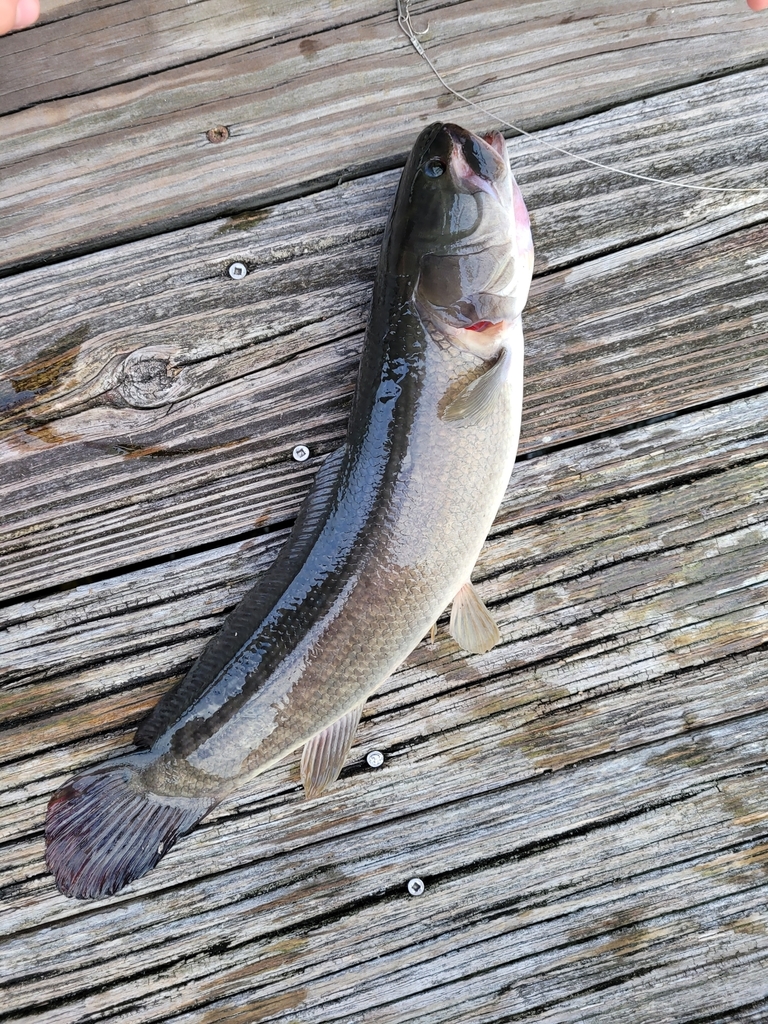 Ruddy Bowfin from Lake County, FL, USA on November 20, 2021 at 04:37 PM ...