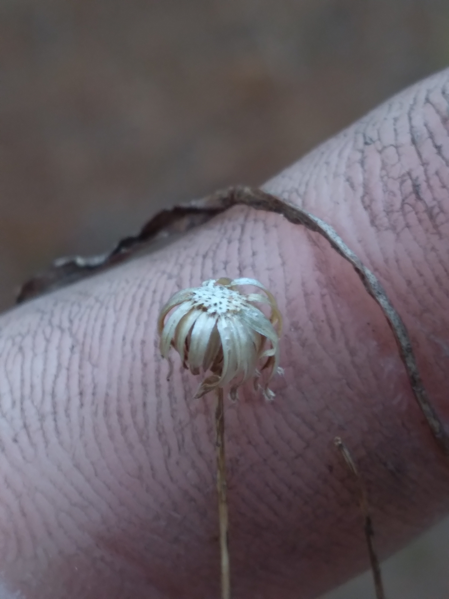Pityopsis pinifolia (Elliott) Nutt.