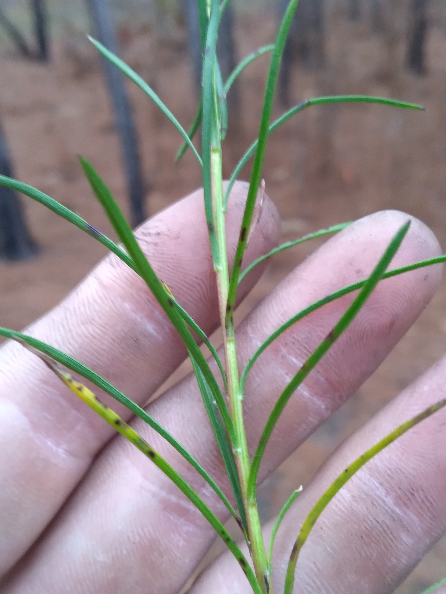 Pityopsis pinifolia (Elliott) Nutt.