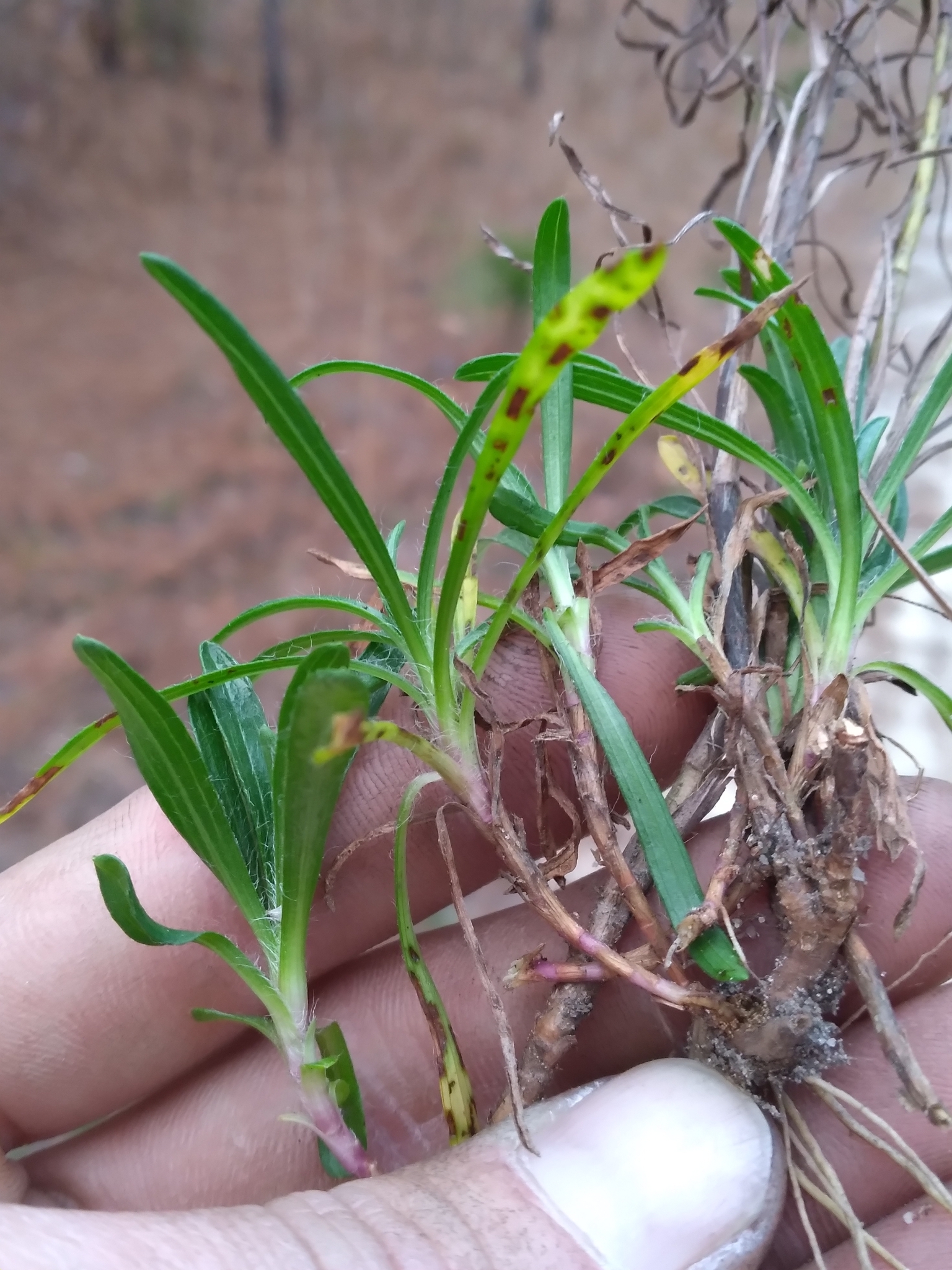 Pityopsis pinifolia (Elliott) Nutt.