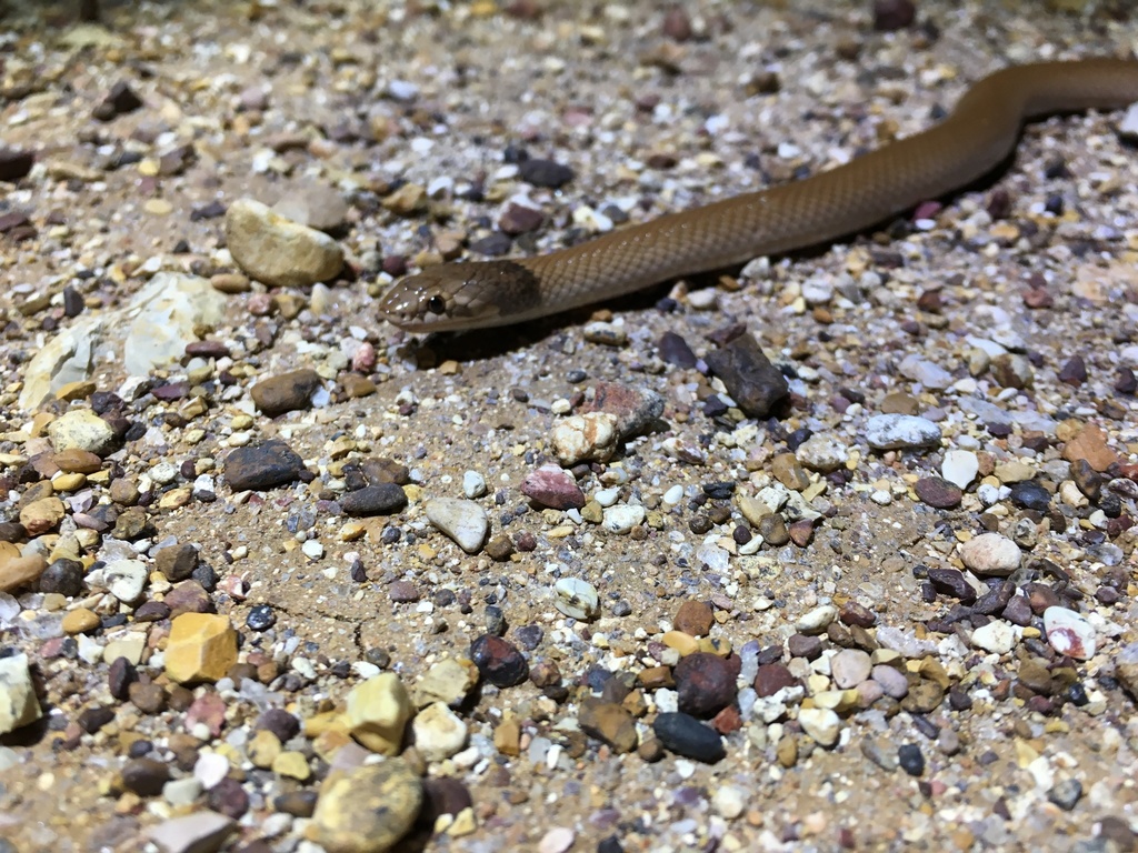 Curl Snake in November 2017 by stevethesnakeguy · iNaturalist