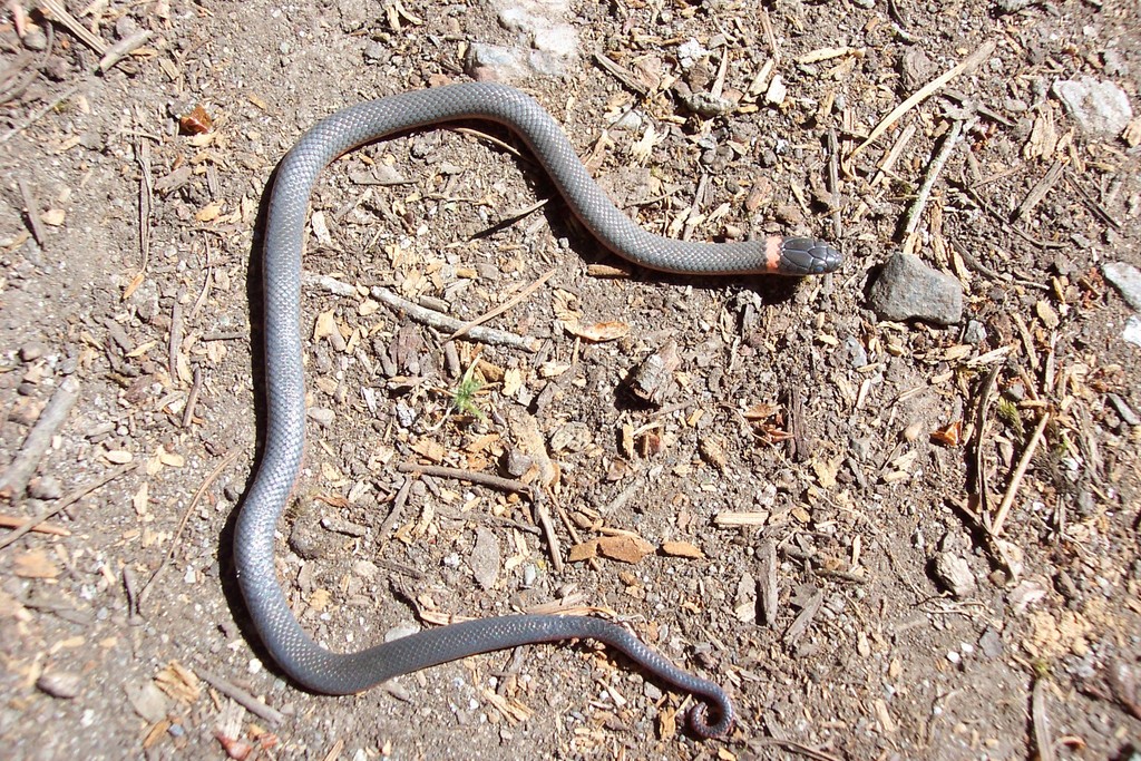 Northwestern Ringneck Snake from Willow Creek, California, United ...