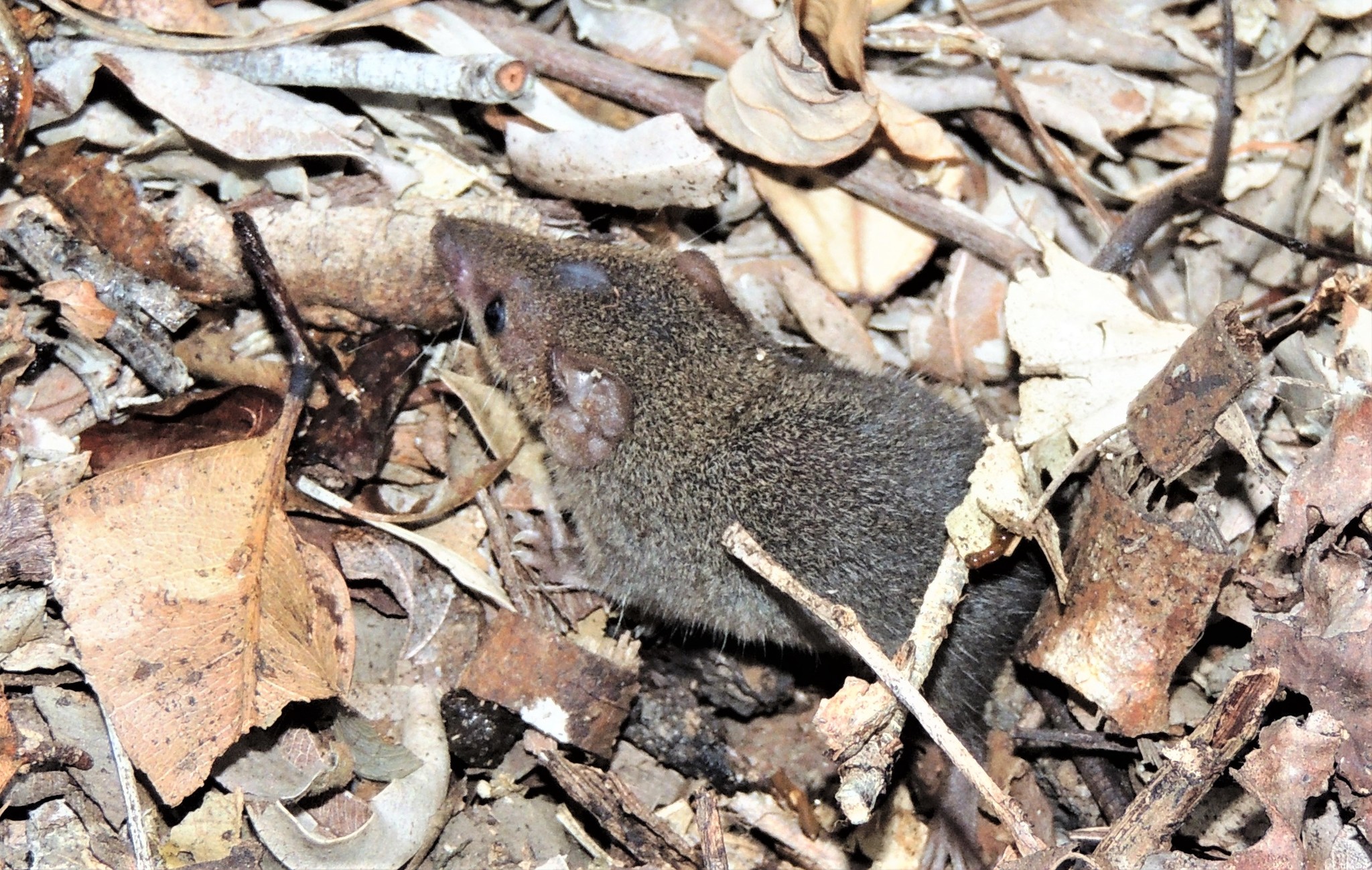 Planigale maculata (Gould, 1851)