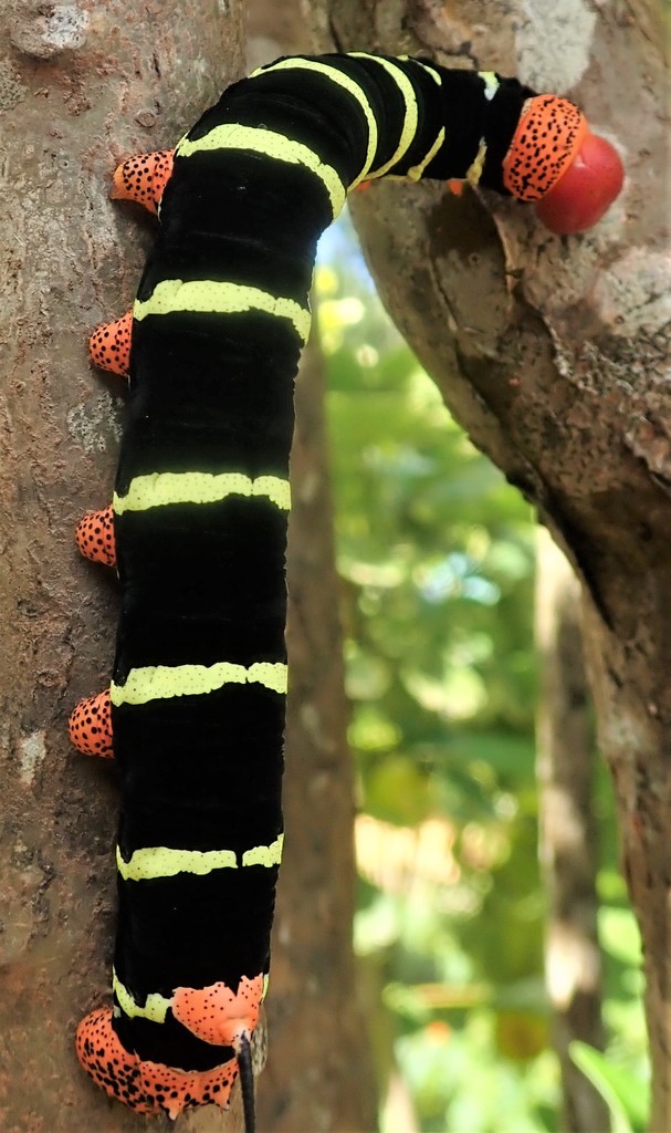 Tetrio Sphinx from Tunapuna/Piarco, Trinidad and Tobago on November 20 ...