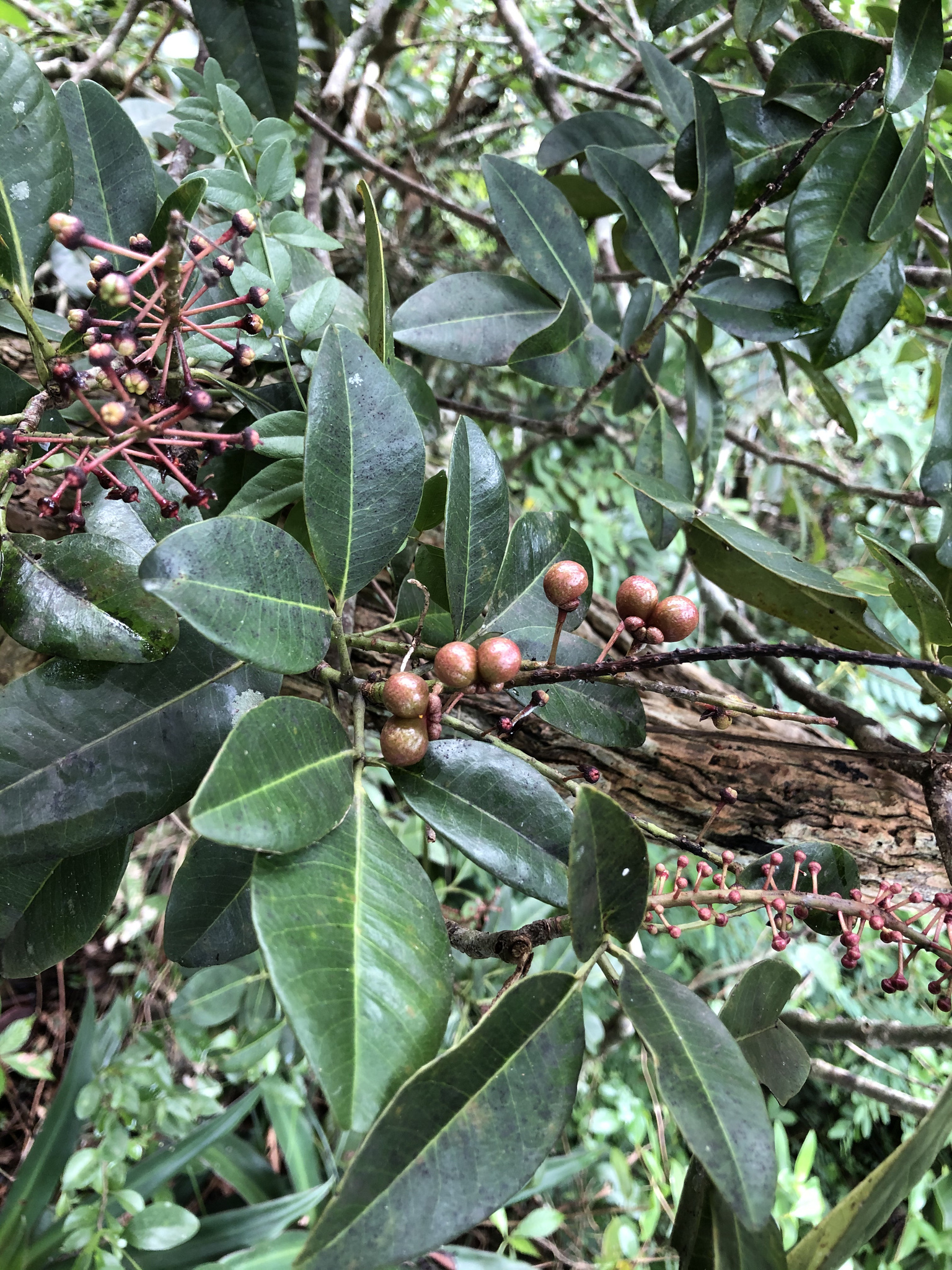 Pilocarpus racemosus Vahl