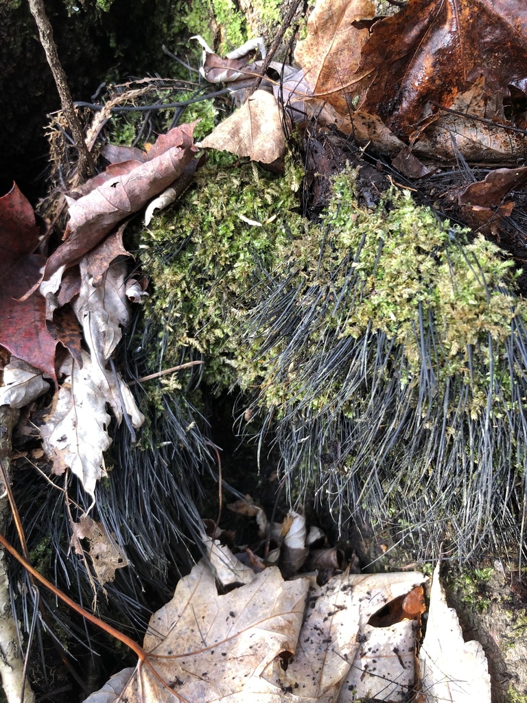 Phycomyces from Stormont, Dundas and Glengarry, CA-ON, CA on November ...