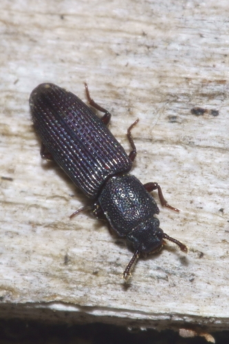 Pycnomerus depressiusculus · iNaturalist