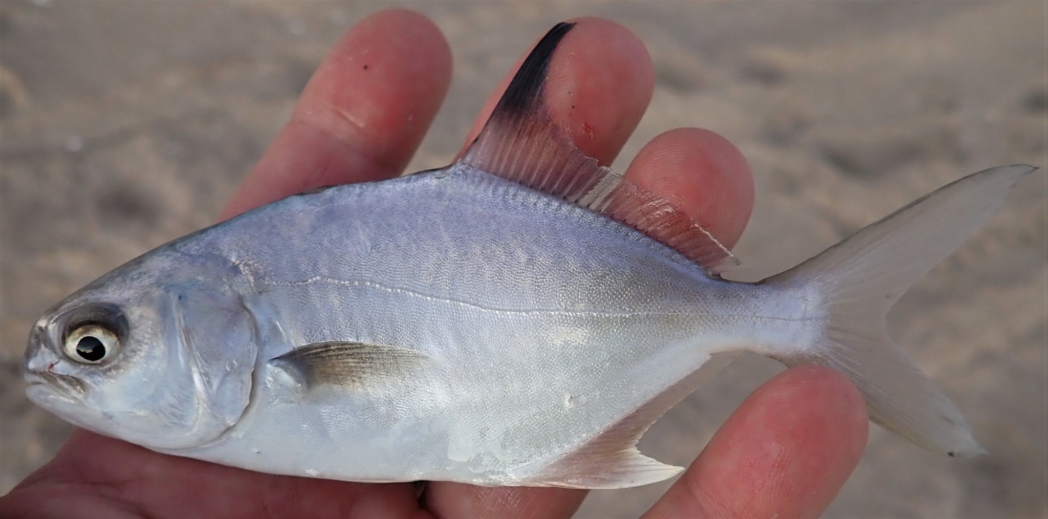 Trachinotus paitensis Cuvier, 1832