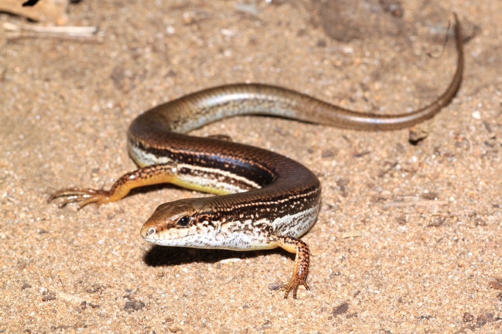 Coastal Plains Ctenotus in September 2021 by Danny Melville · iNaturalist