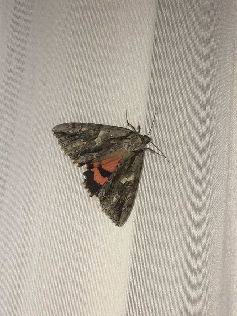 Mother Underwing Moth from Rue Bordeaux, Brossard, QC, CA on August 22 ...