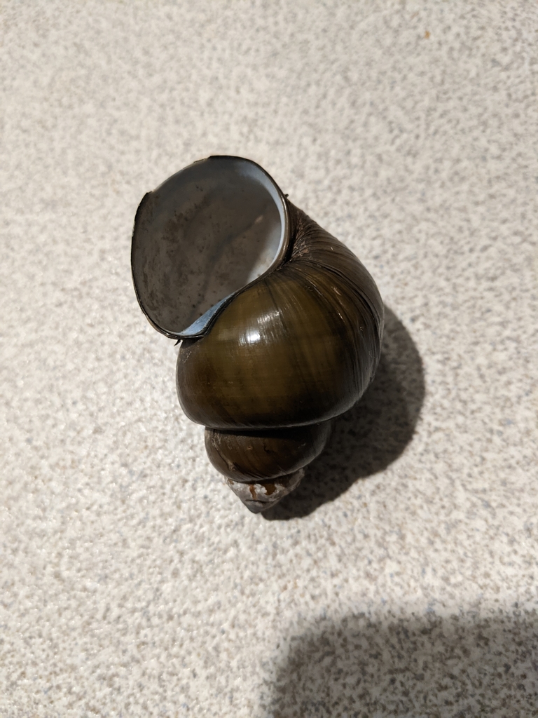 Chinese Mystery Snail from Appling, GA 30802, USA on November 20, 2021 ...