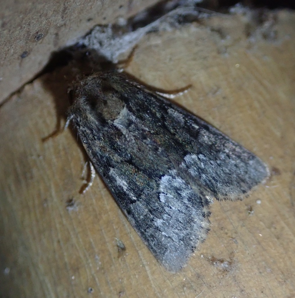 Marbled Minor from WS on July 08, 2021 at 02:09 AM by Jens N ...