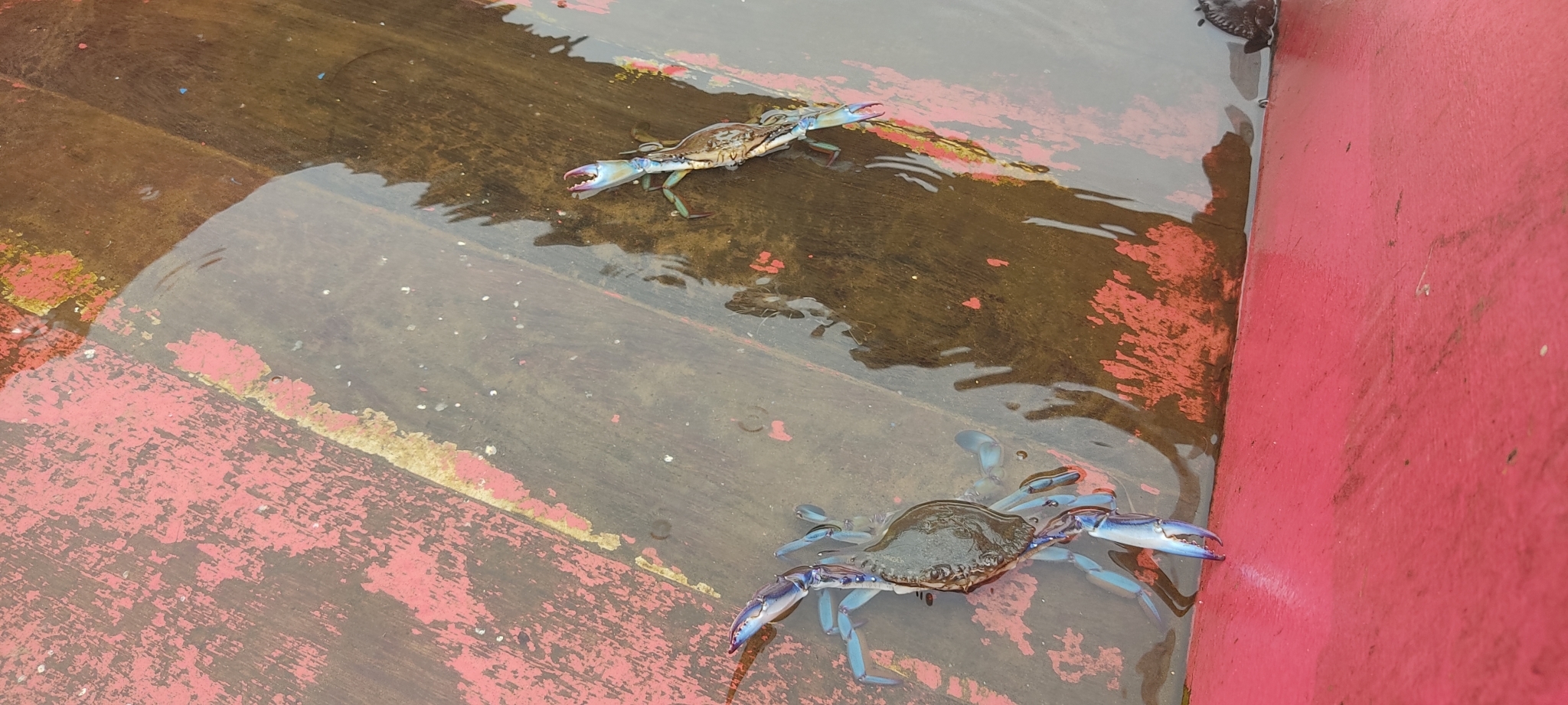 Callinectes danae Smith, 1869