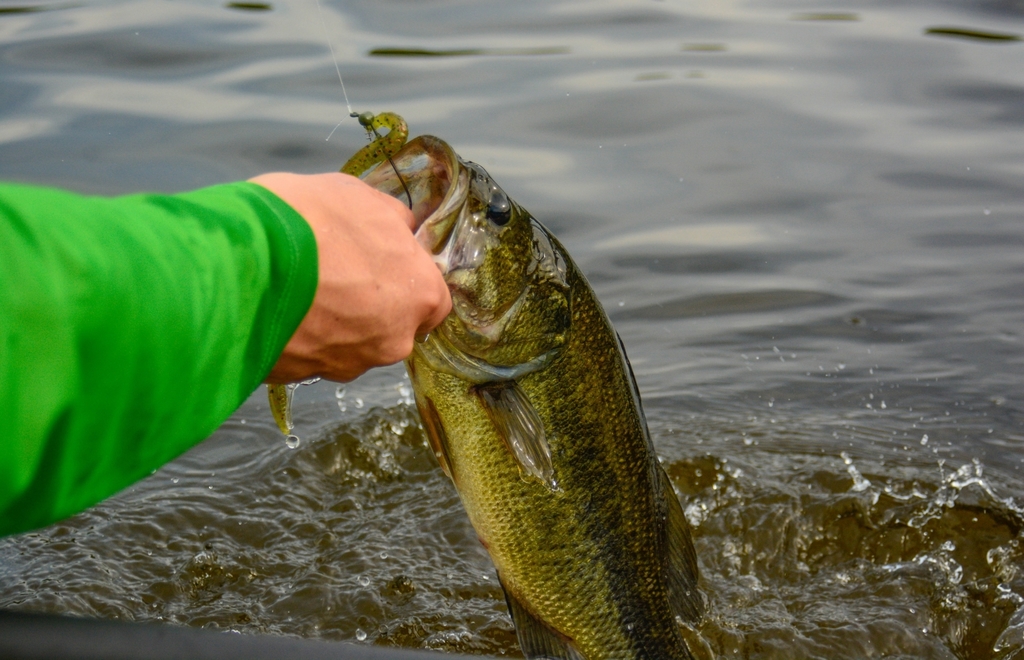 Largemouth Bass from Chisago City, MN, USA on June 26, 2020 at 07:16 AM ...
