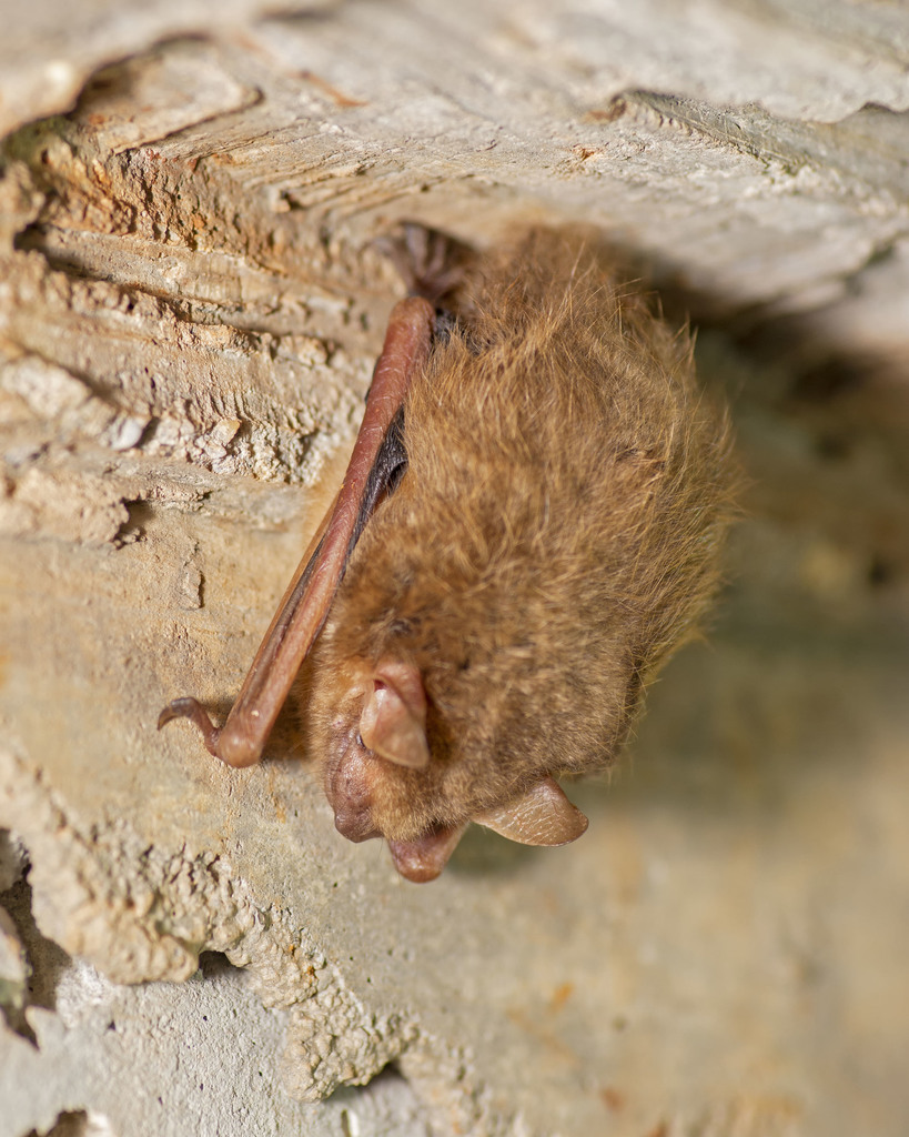 Tricolored Bat in November 2021 by Lillie · iNaturalist