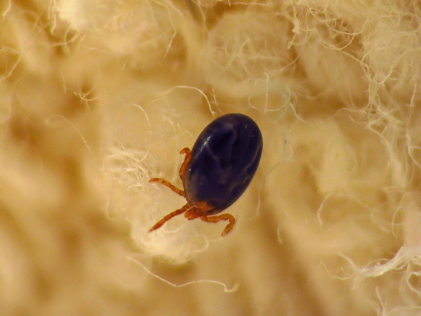 Haemaphysalis leporispalustris Packard, 1869