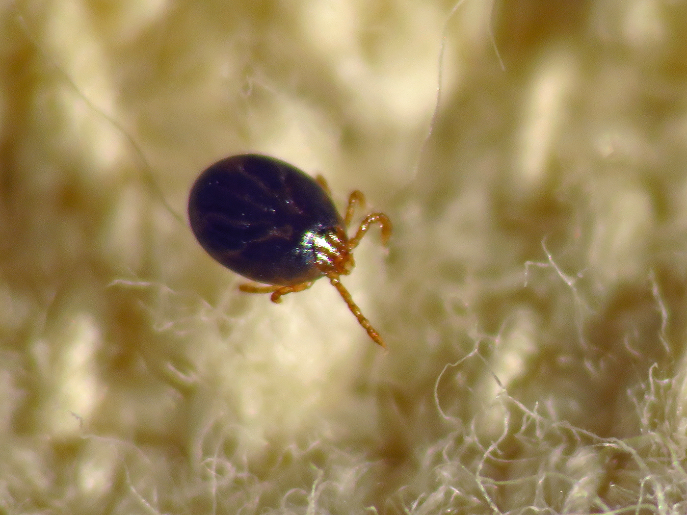 Haemaphysalis leporispalustris Packard, 1869