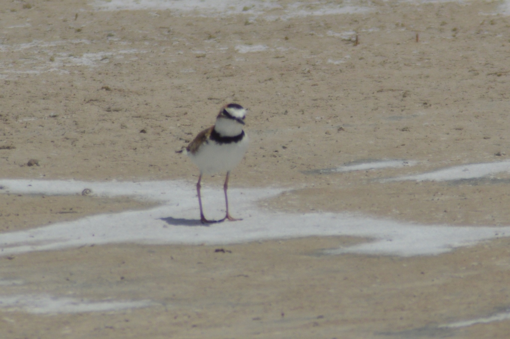 Collared Plover from Juan Martín de Pueyrredón, San Luis, Argentina on ...
