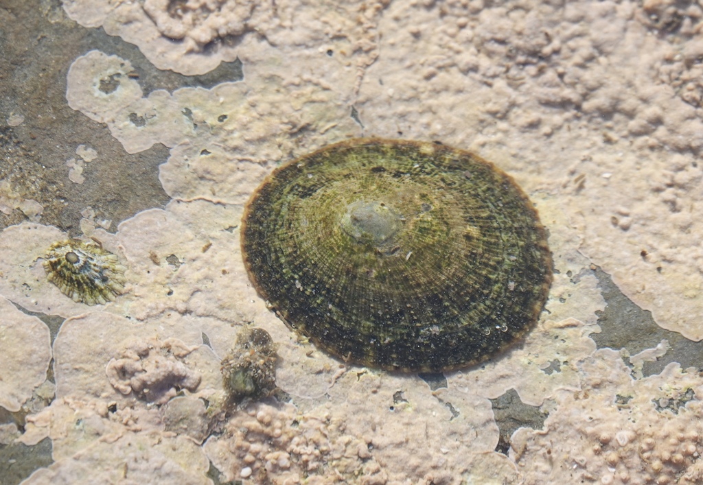 File Limpet from Orange County, CA, USA on November 20, 2021 at 12:22 ...