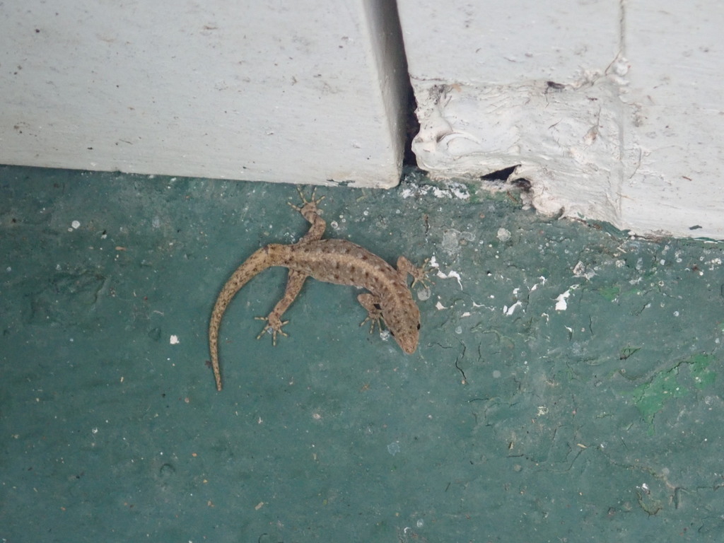 Wiegmann's Striped Gecko from Tunapuna/Piarco Regional Corporation ...