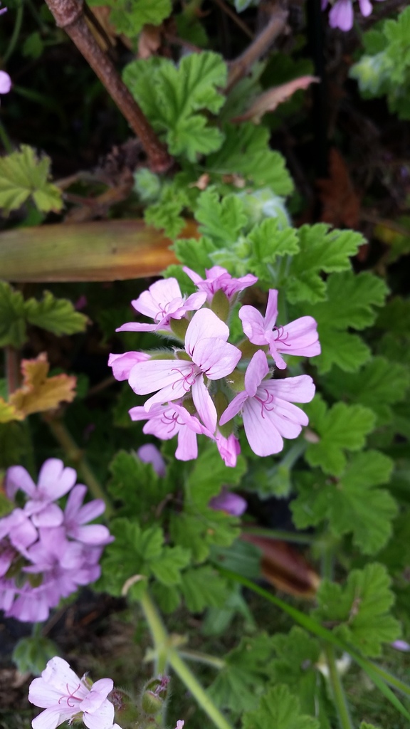 rose-scented geranium from 215 Redwood Street, Witherlea, Blenheim 7201 ...