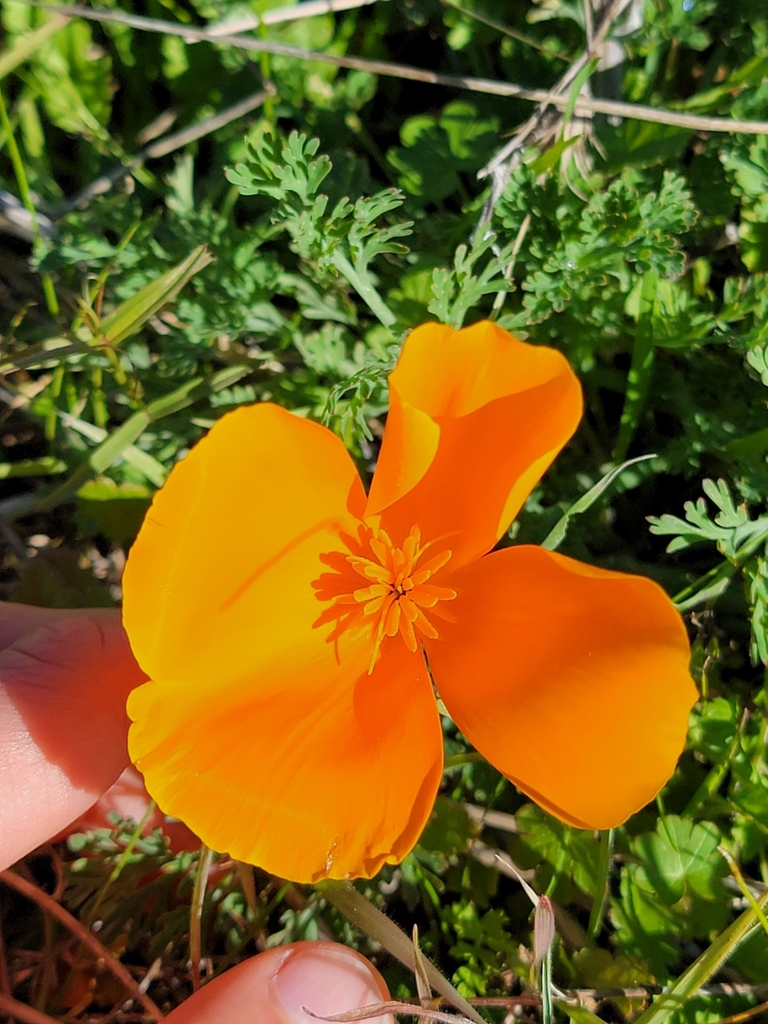 California poppy from Vineyards - Avalon, Fremont, CA 94539, USA on ...