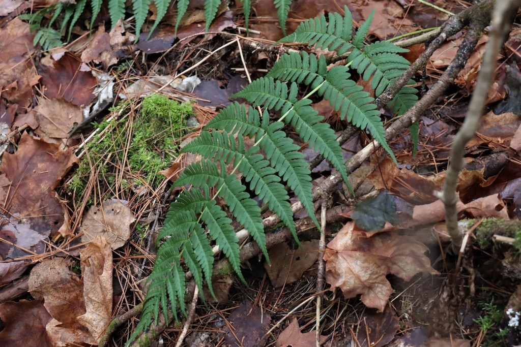 marginal wood fern from 487 Detlor Rd, L'Amable, ON K0L 2L0, Canada on ...