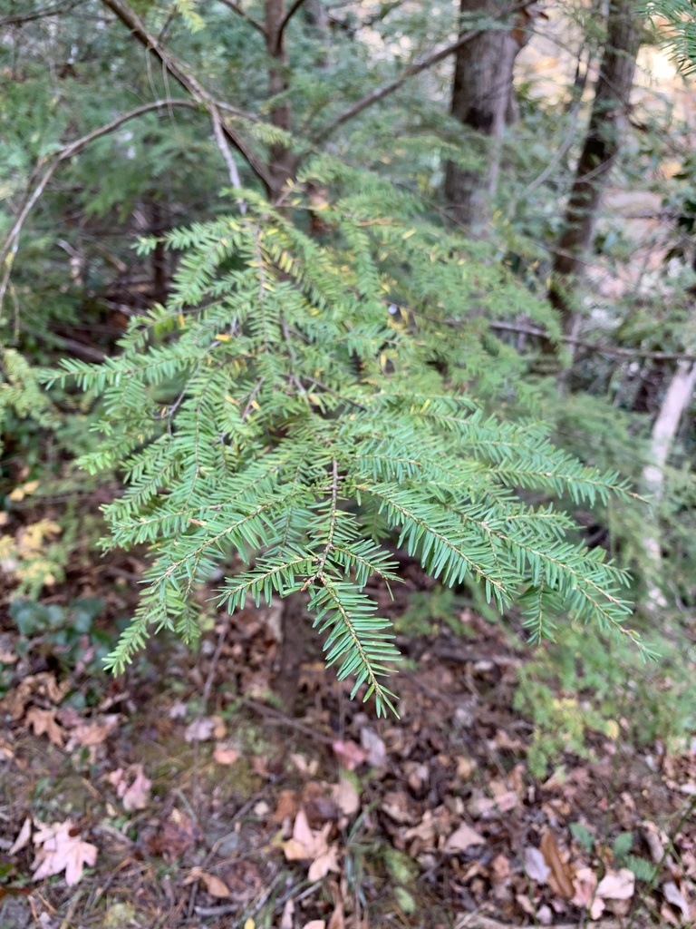 eastern hemlock from Cherokee National Forest, Reliance, TN, US on ...