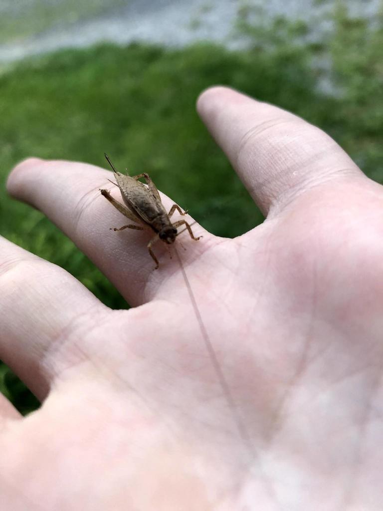 Jumping Bush Cricket from Tompkins County, NY, USA on September 16 ...