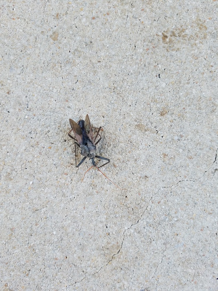 North American Wheel Bug from Texas Lutheran University on November 01 ...