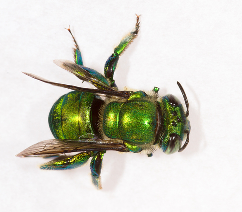Euglossa securigera · iNaturalist