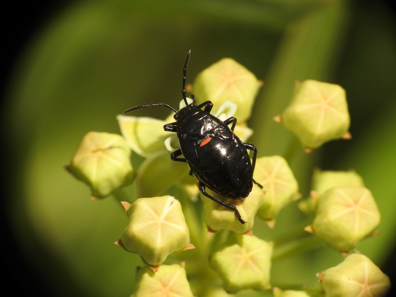 Largus rufipennis from Villa Soldati, CABA, Argentina on November 20 ...