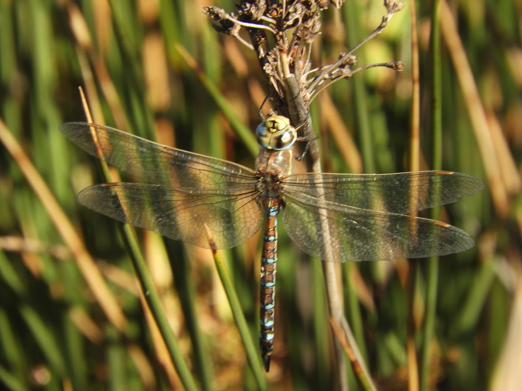 Rhionaeschna absoluta from Gral. Acha, La Pampa, Argentina on November ...