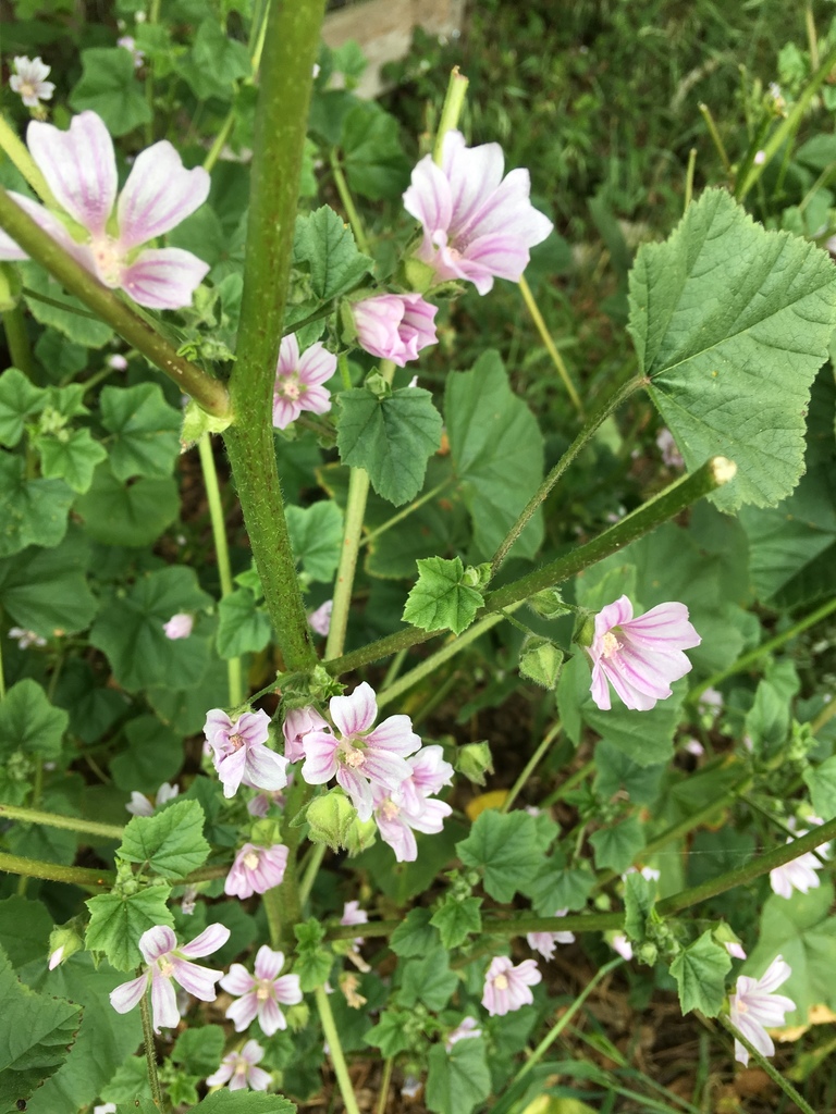 Common Mallow from E Ridge Trl, Moraga, CA, US on April 27, 2018 at 10: ...