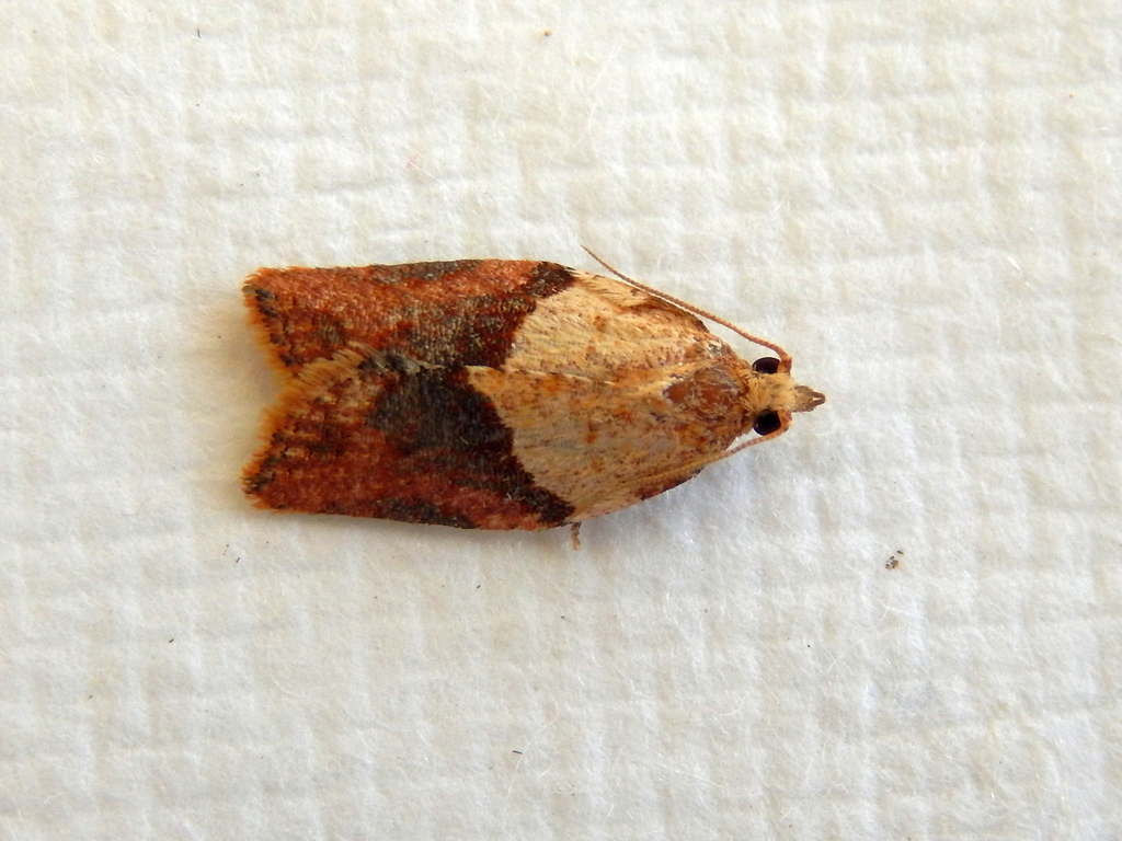 Light Brown Apple Moth from Sydney NSW, Australia on November 19, 2021 ...
