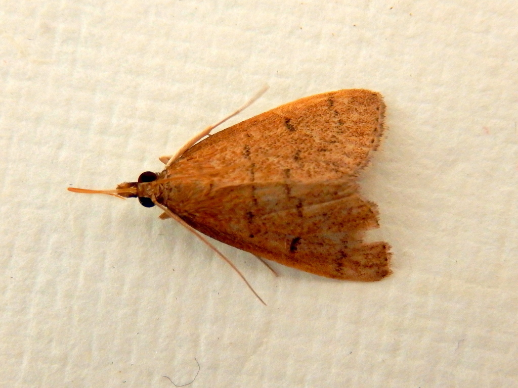 Metasia pharisalis from Sydney NSW, Australia on November 19, 2021 at ...