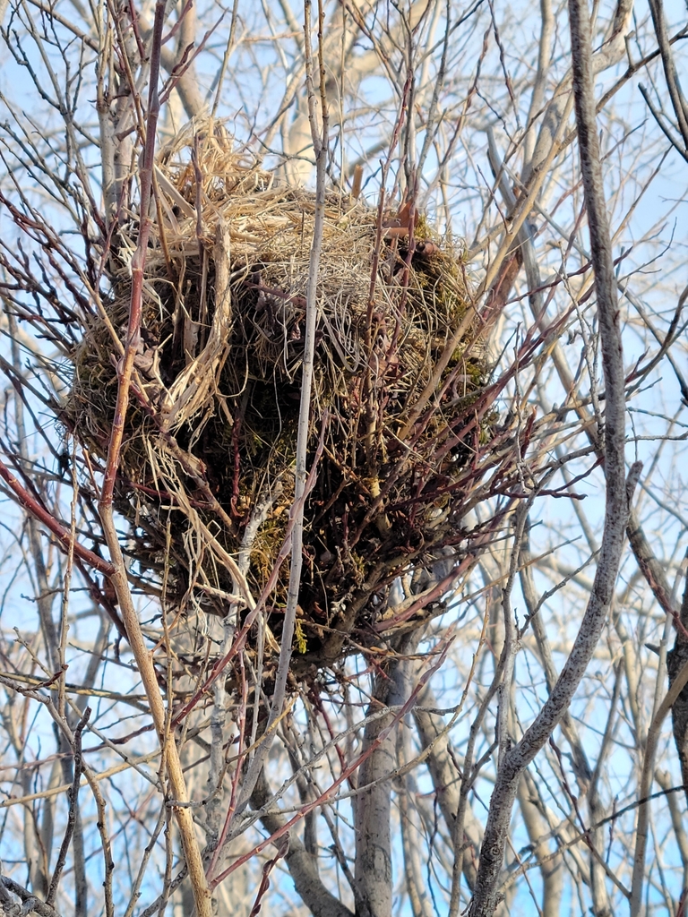 Black-billed Magpie from Fort Whyte Interpretive Centre, Southwest ...