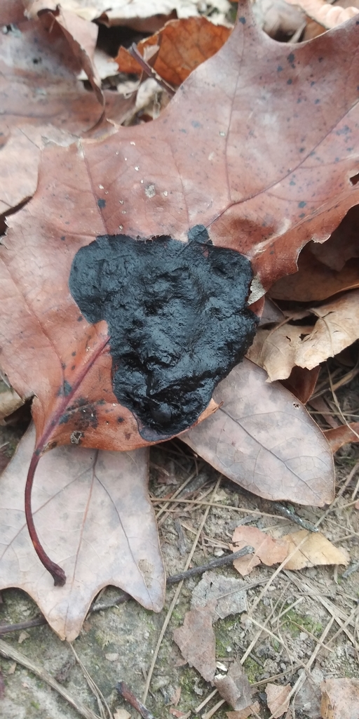 Tar Spot Fungi in November 2021 by Jim Oehmke. Smelled like a dead ...