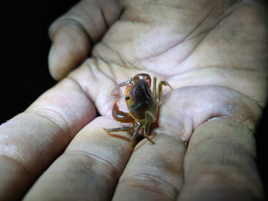 Manicou Crab from San Juan-Laventille Regional Corporation, Trinidad ...