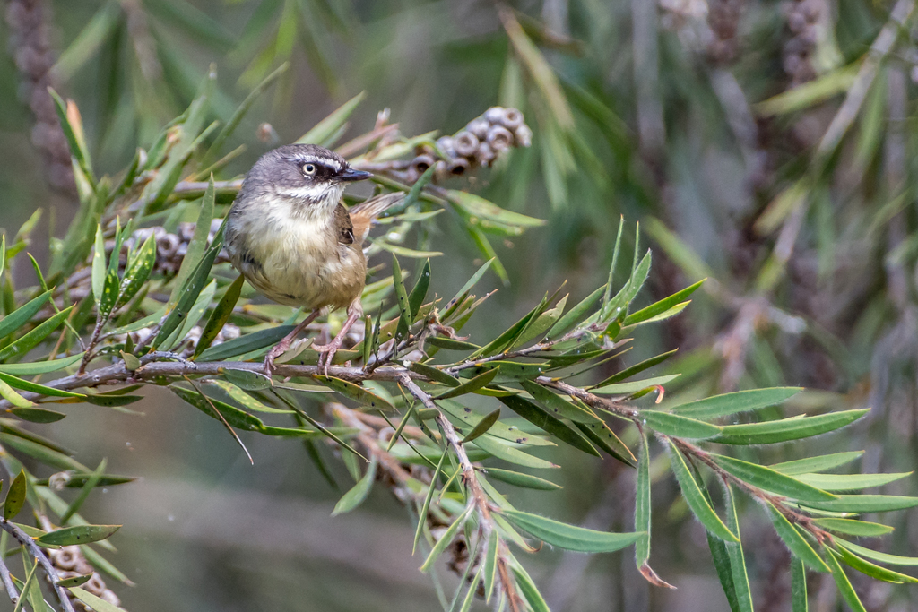 Northern White-browed Scrubwren from Sundown QLD 4380, Australia on ...