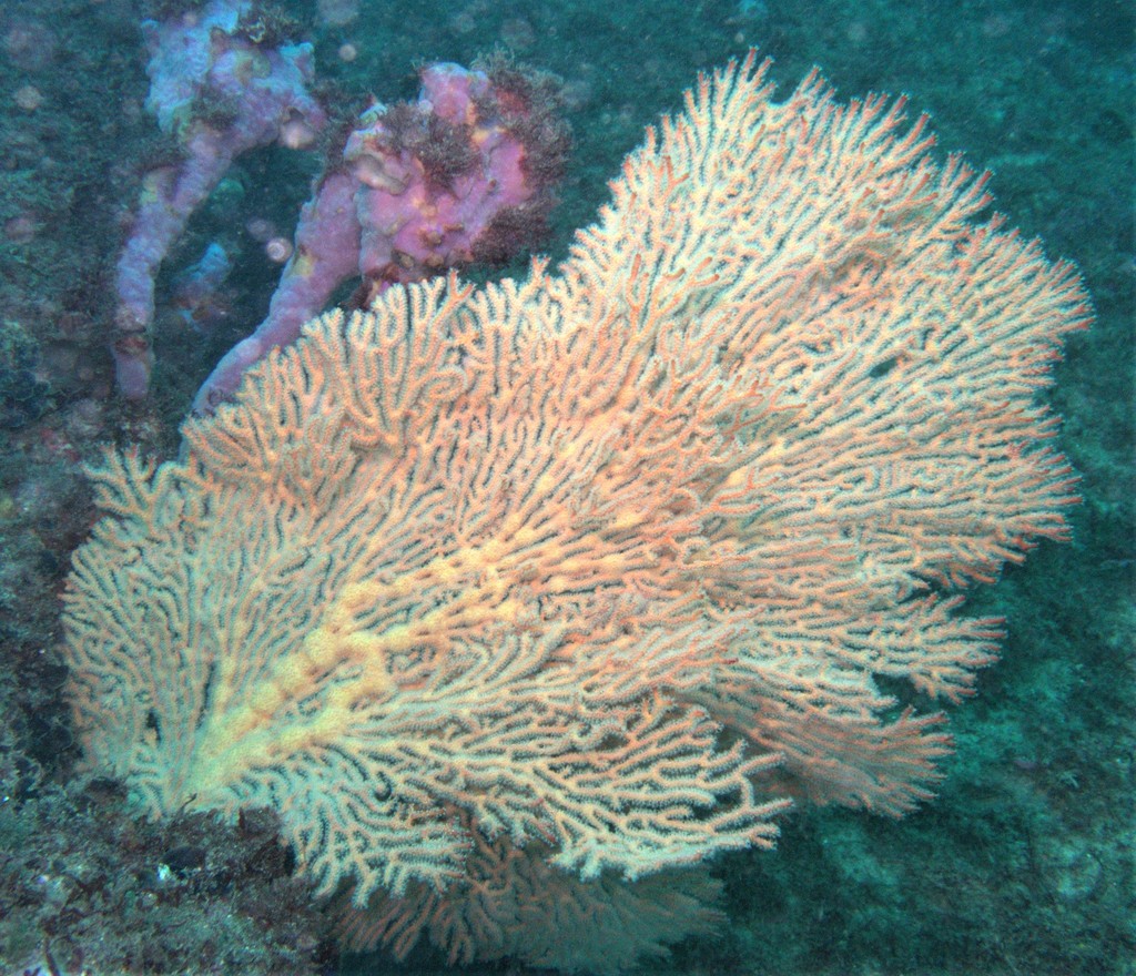 Melithaea zimmeri (Corals of Sydney, Australia) · iNaturalist