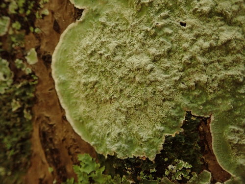 Cryptothecia bartlettii · iNaturalist